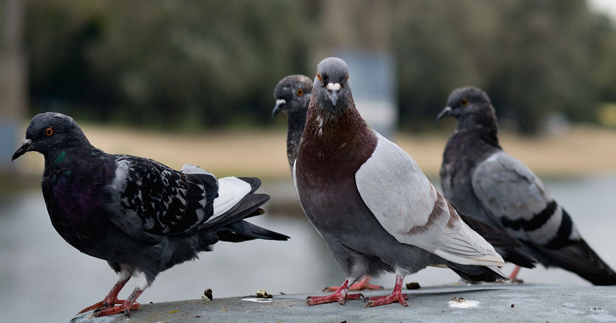 Bird Control & Removal in Newcastle covering the North East - Greenway IPM