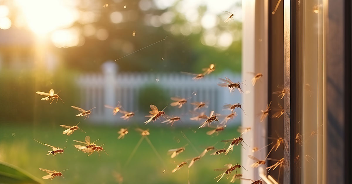 Insect Control South Shields | #1 for Fly, Ant & Wasp Control South ...